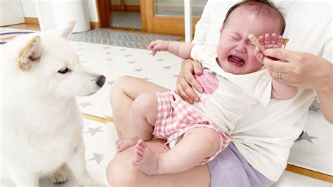 강아지에게 간식을 빼앗긴 아기 ㅋㅋㅋ Youtube