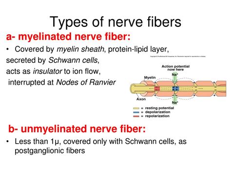Sensory Nerve Fibers