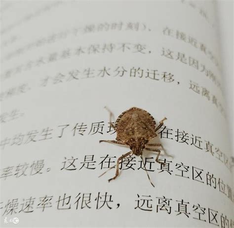 在農村遇見這個蟲子你只能趕不能打誰要敢打誰倒霉 每日頭條