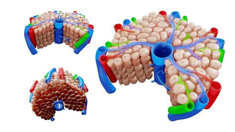3d File Hepatic Lobule Anatomy・template To Download And 3d Print・cults