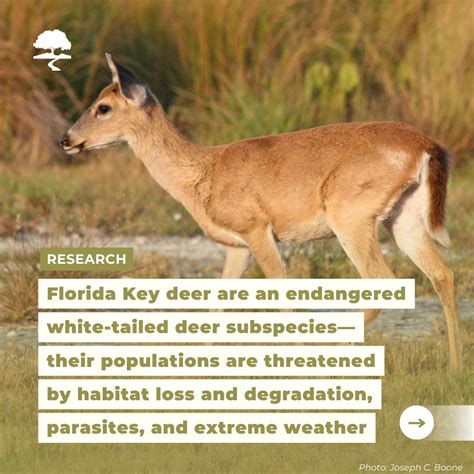 Our Key Deer Team Has Worked For Many Years On Recovery Efforts For The