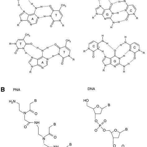 Gene Targeting Efficiency In Cho Dg44 Cells Download Table