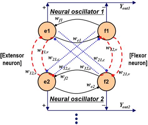 Schematic Diagram Of Neural Oscillator Networks Download Scientific Diagram