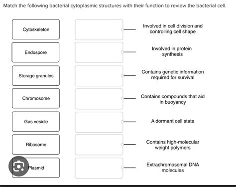 Solved Match The Following Bacterial Cytoplasmic Structures