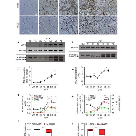 Hmgb1 Redox Isoforms Expression And Leukocyte Infiltration During Download Scientific Diagram