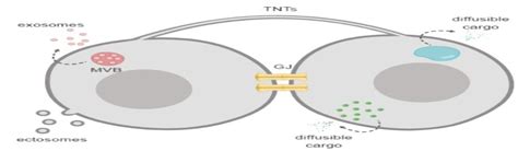 Medils Research Alumni Intercellular Communication In Aging And