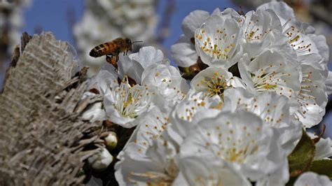 Decline Of Pollinators The Impact On Plant Evolution And Ecosystems