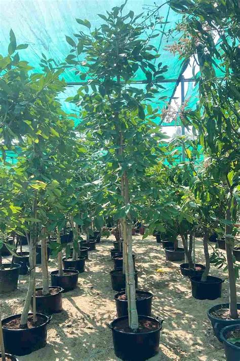 Buy Java Plum Jamun Tree Online Fast Uae Delivery