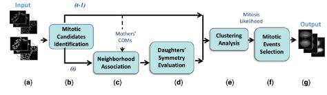 Figure 1 From Fully Unsupervised Symmetry Based Mitosis Detection In Time Lapse Cell Microscopy