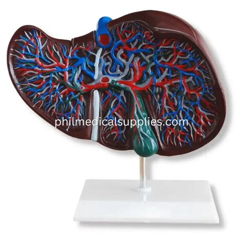 Model Human Liver Philippine Medical Supplies