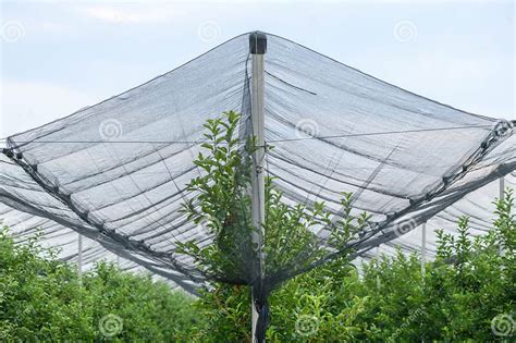 hail and bird protective netting in apple fruit tree orchard in spring