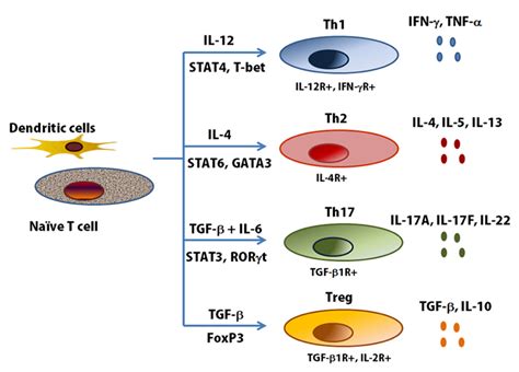 T Helper Cell Subsets And Cytokine Profiles Th Th And Th Cells Download Scientific