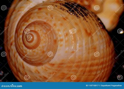 Fibonacci Spiral On A Sea Shell Stock Image Image Of Showing