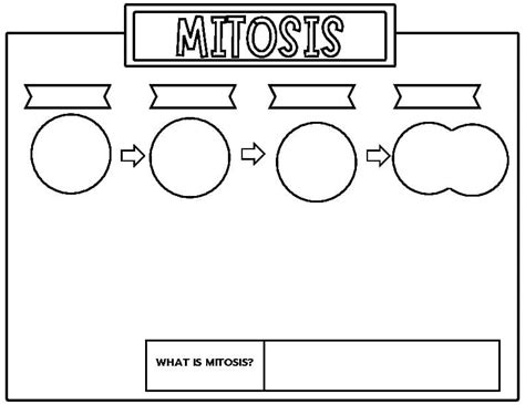 Cell Division Mitosis Doodle Notes For Engaging Middle School Doodle