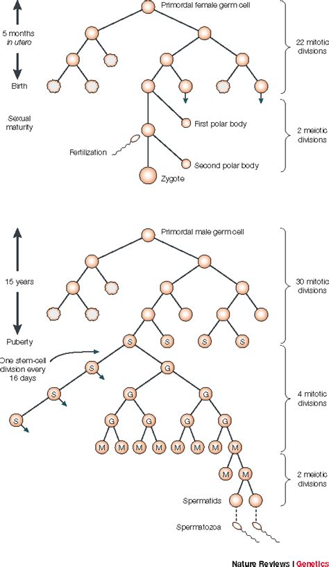 Dna Mutation Rates And Evolution
