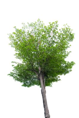 Tree Transparent PNGs For Free Download Tree Transparent PNGs For Free Download