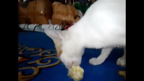 Cat Eats Corn Video [ Mtb ] Moddb