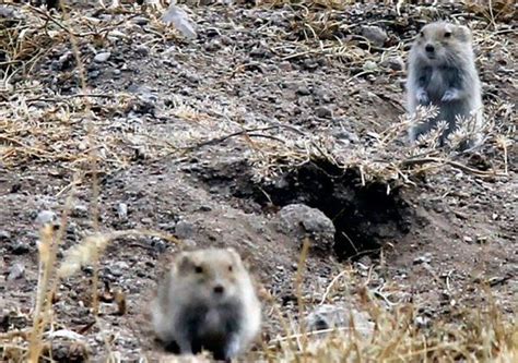 Архангай аймгийн Хайрхан сумын үлийн цагаан оготныг устгаж дууслаа