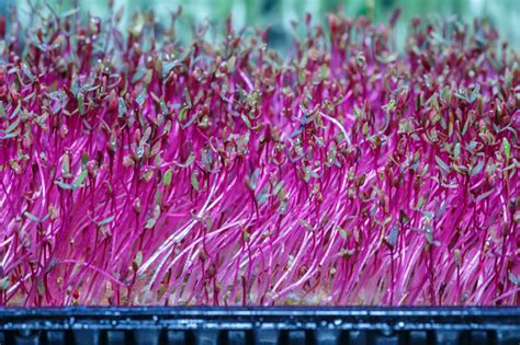 마이크로 그린 콩나물 건강하고 신선한 음식 대마 생분해 성 매트에 마이크로 그린을 돋아 집에서 씨앗의 발아 비건 채식과 건강 식품 개념 0명에 대한 스톡 사진 및 기타