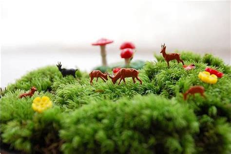 苔藓发黄怎么办 花百科