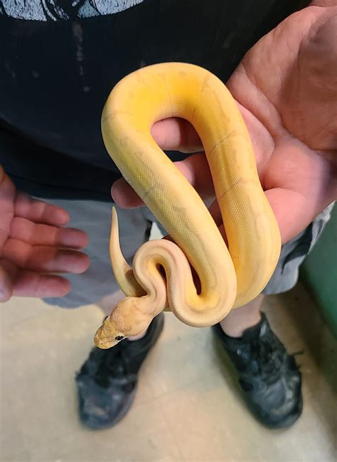Python Regius Ball Python Banana Enchi Pinstripe Male P