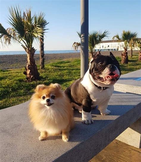 ძაღლები ფრინველები თევზები