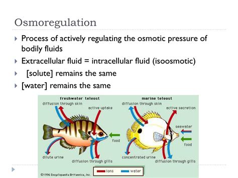 Ppt Homeostasis Powerpoint Presentation Free Download Id 1562690