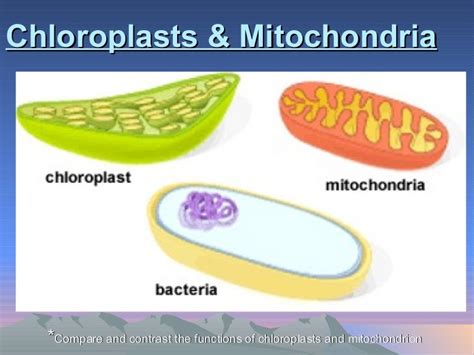 Both Chloroplasts And Mitochondria