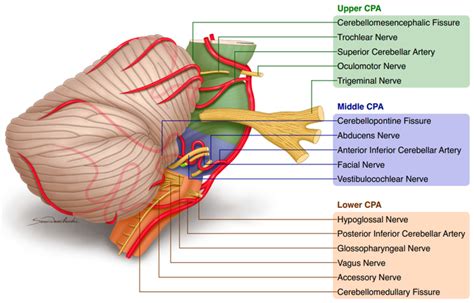Cpa脑膜瘤患者手术后患侧听力的影响因素 知乎