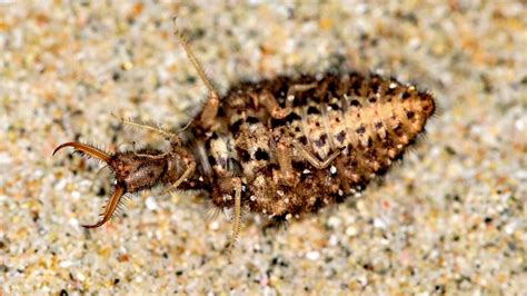Antlion Larvae Can ‘play Dead For More Than An Hourthen Things Get