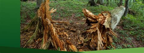 Common Tree Defects And How To Treat Them Kings Landscapes