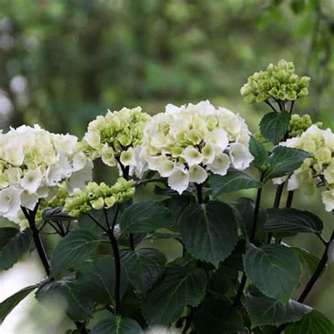 Onyx™ Zebra Mophead Hydrangea Grown By Overdevest