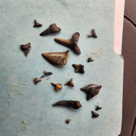 Small Teeth Today Rsharkteeth