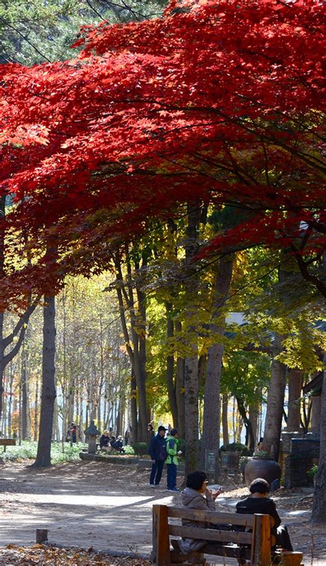 춘천 가볼만한곳 여행코스 춘천남이섬 네이버 포스트