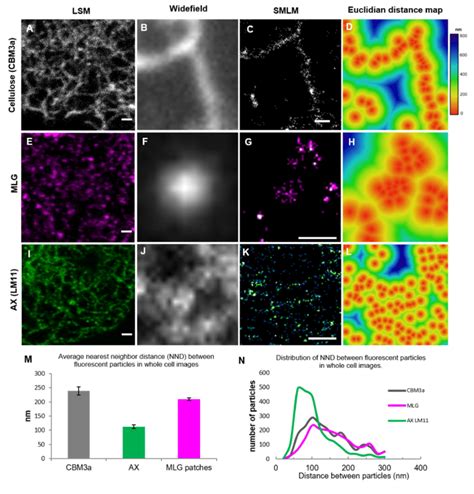 single molecule localization microscopy smlm superresolution analysis