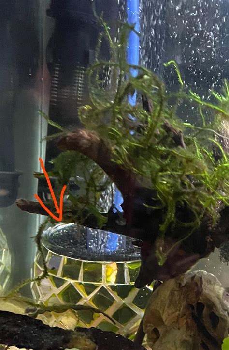 My Diy Sponge Filter R Aquariums