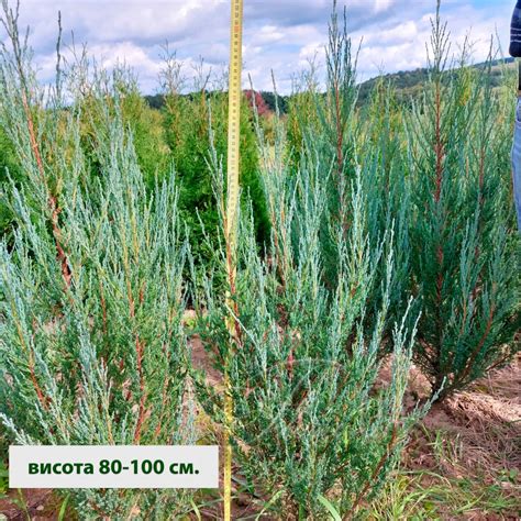 Ялівець скельний Скайрокет (juniperus scopulorum Skyrocket)