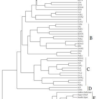 UPGMA Dendrogram That Shows The Genetic Diversity Of Samples With Download Scientific Diagram