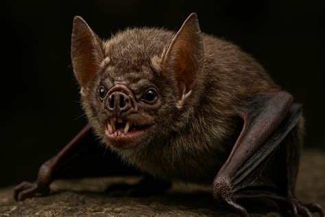 With Its Vampiric Build Elongated Jaw And Superior Wingspan The Bat