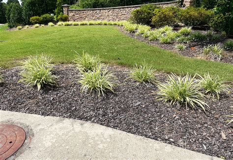 Yellow Variegated Liriope Plant Variegated Monkey Grass Etsy Canada