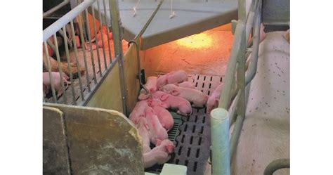 Подовото отопление е по полезно за новородените прасета Български Фермер