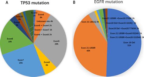 Distribution Of Tp53 Mutation A And Egfr Mutation B Sites In Download Scientific Diagram