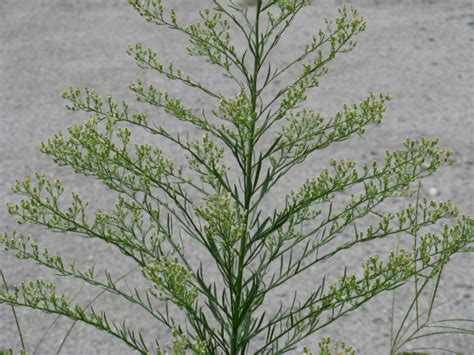植物編のキク科のヒメムカシヨモギ