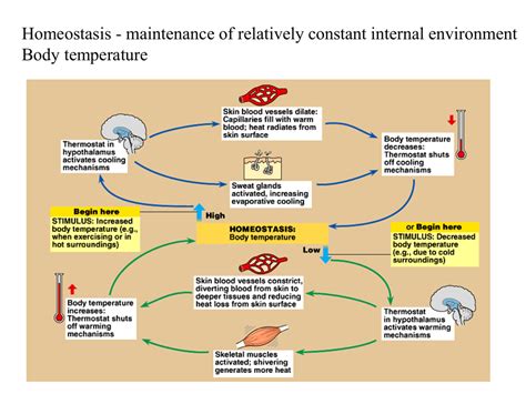 Osmoregulation And Excretion