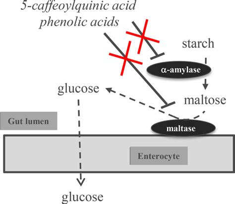 Chlorogenic And Phenolic Acids Are Only Very Weak Inhibitors Of Human