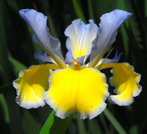 About Iris Nsw Iris Society