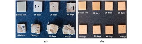 Biodegradation Of Bf Pla Composites A Under Controlled Composting