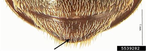 Chinese Rose Beetle Adoretus Sinicus Burmeister 1855