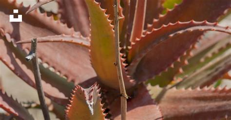 알로에 베라 식물 사진 Unsplash의 무료 음식 이미지