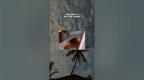 බල්ලෙක් ට වත් බලු වැඩ කරන්න එපා Youtube